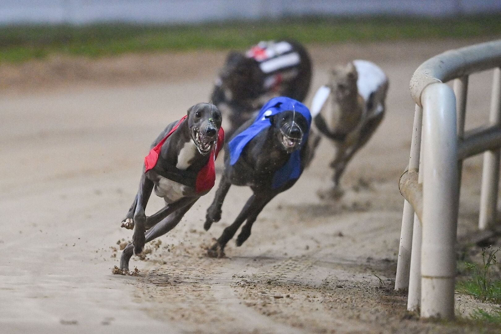Tomahurra Scar edges Millpark Molly after big battle at Enniscorthy ...