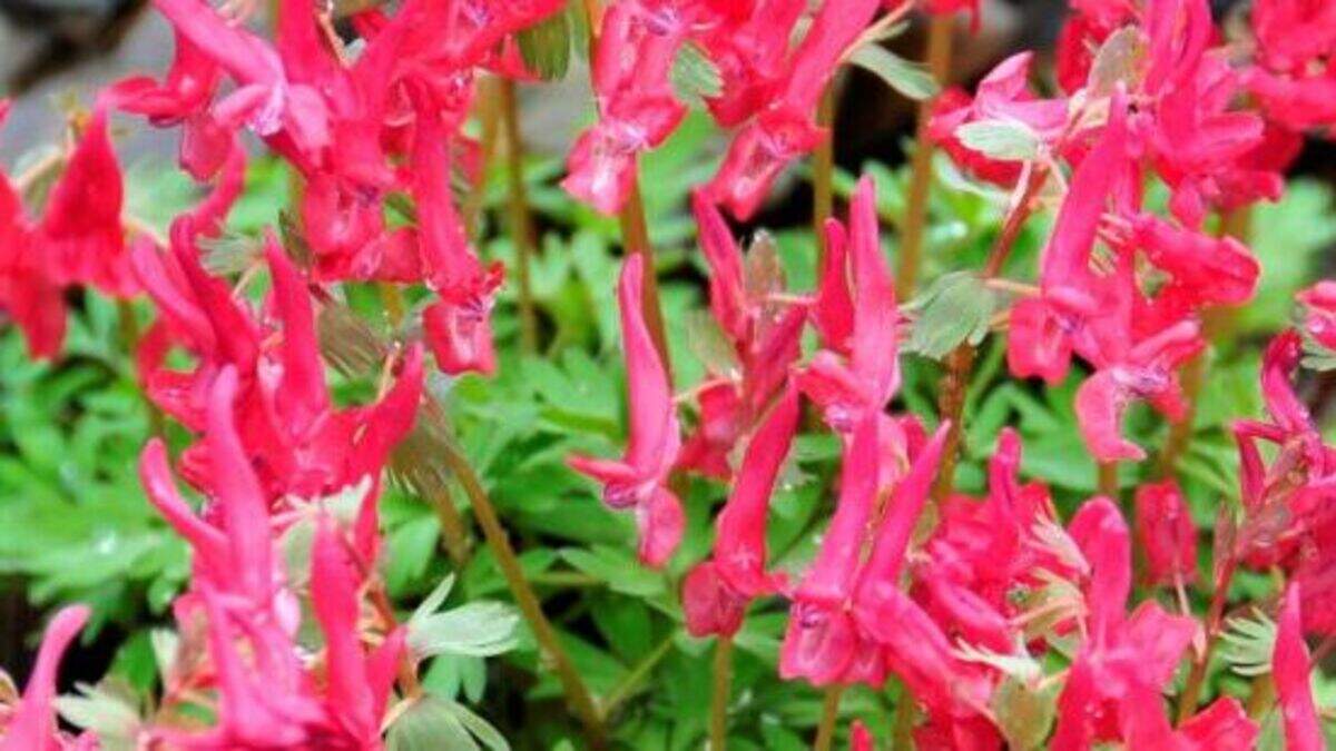 Gardening: Smoking beauty adds its charm to spring | Irish Independent