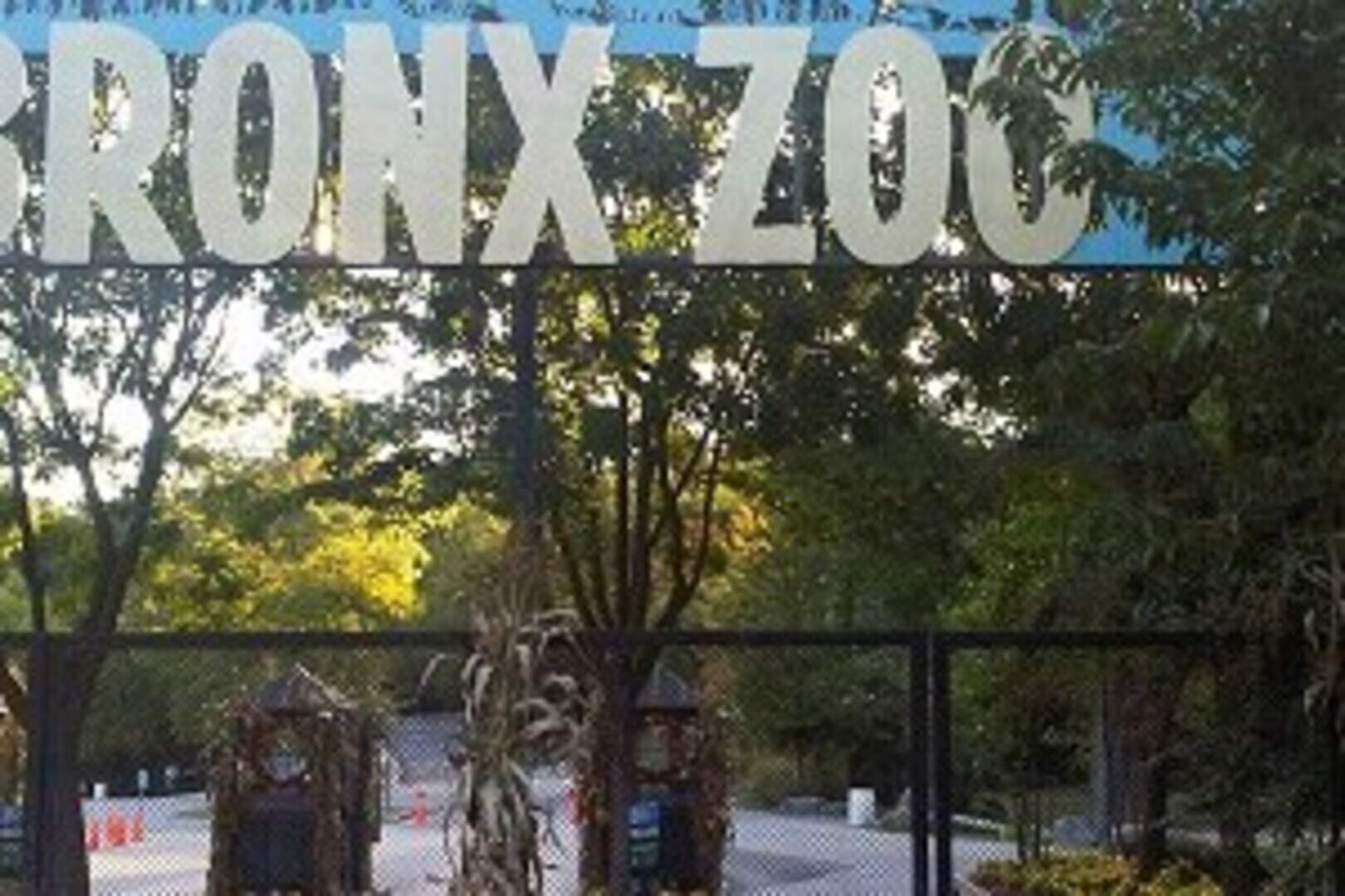 Concerns as tiger in New York's Bronx zoo becomes first animal to test ...