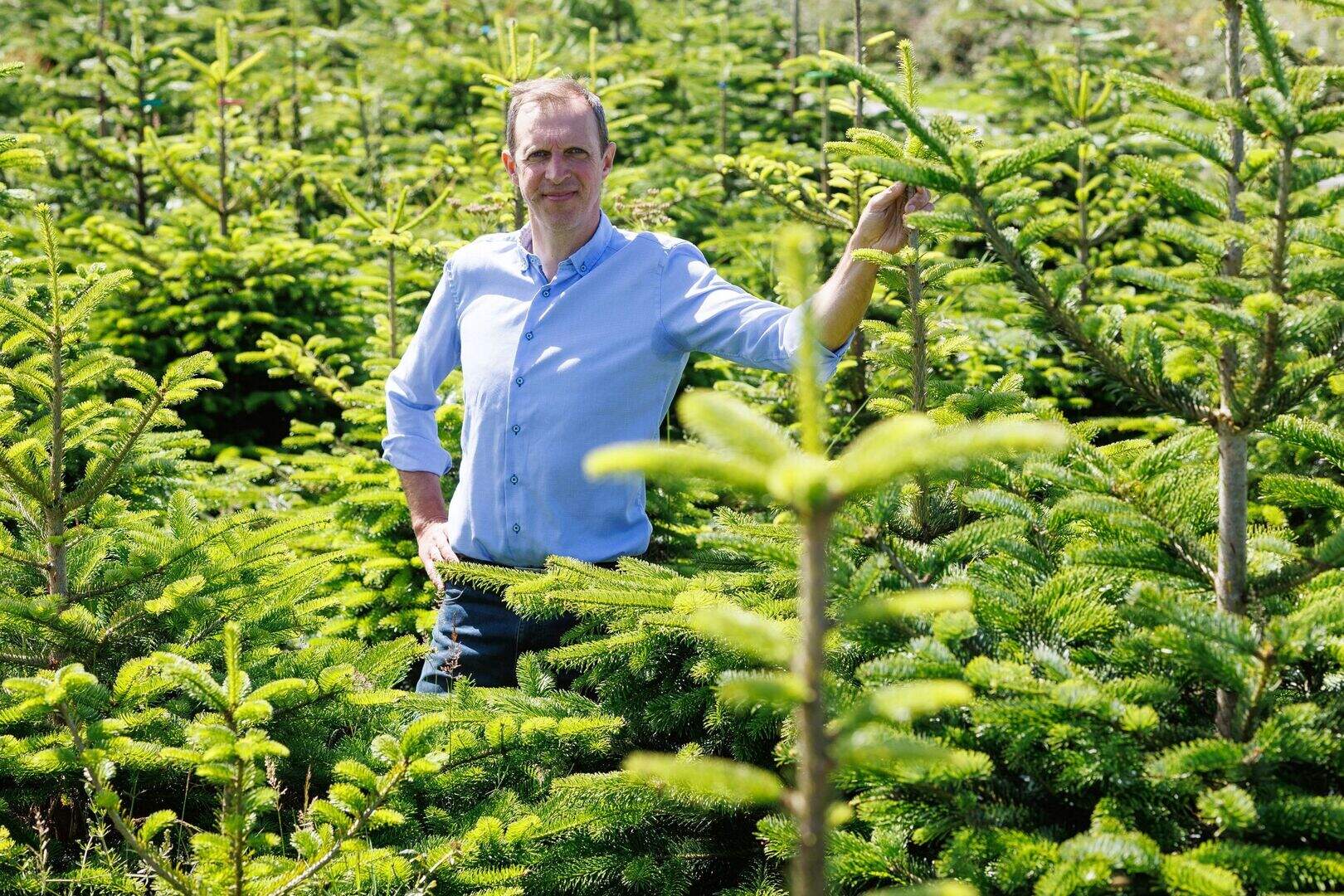 Darragh McCullough: Christmas trees can earn €5,000/ac/year and ...