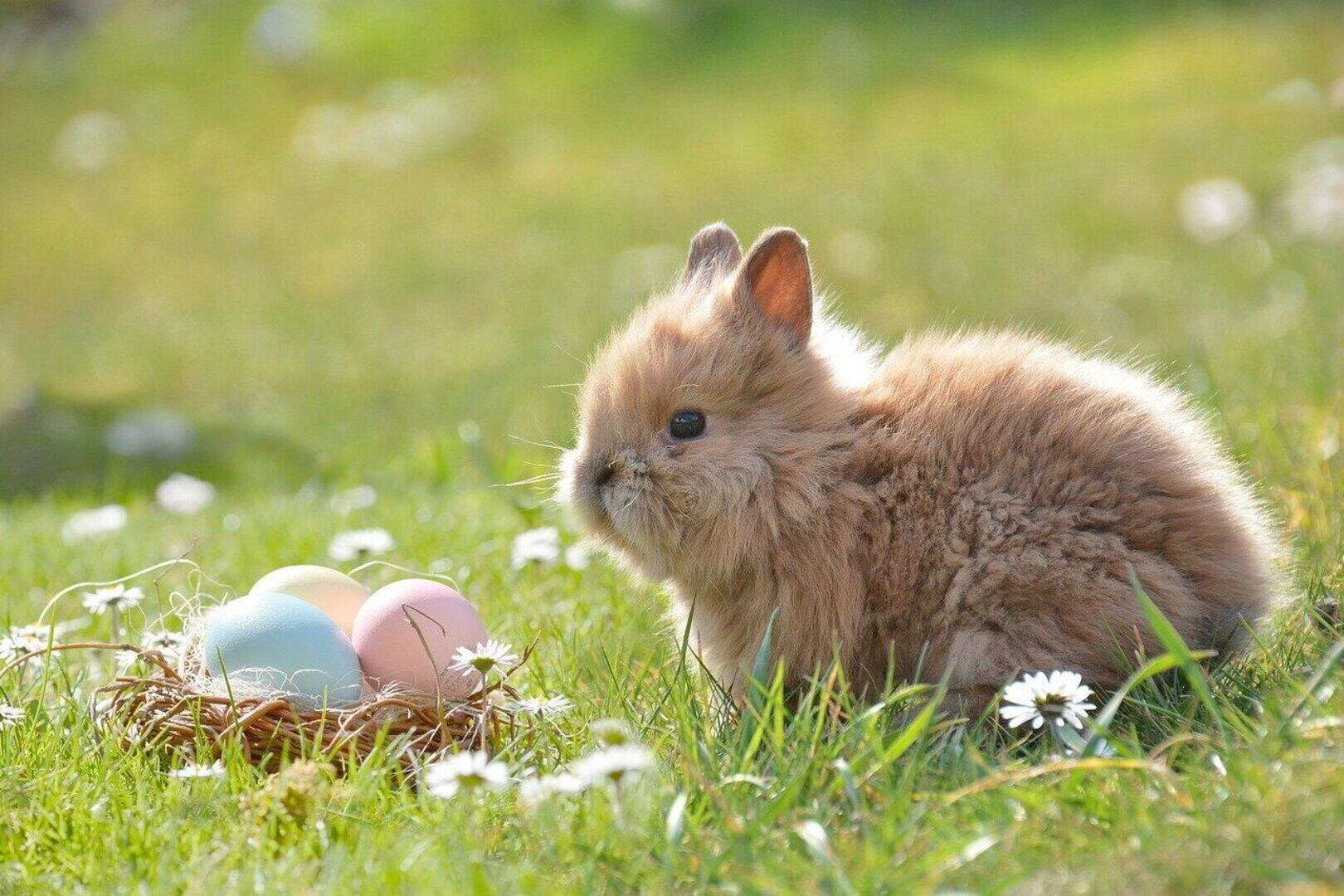 Easter bank holiday in Kilkenny: Wealth of activities for young and old ...