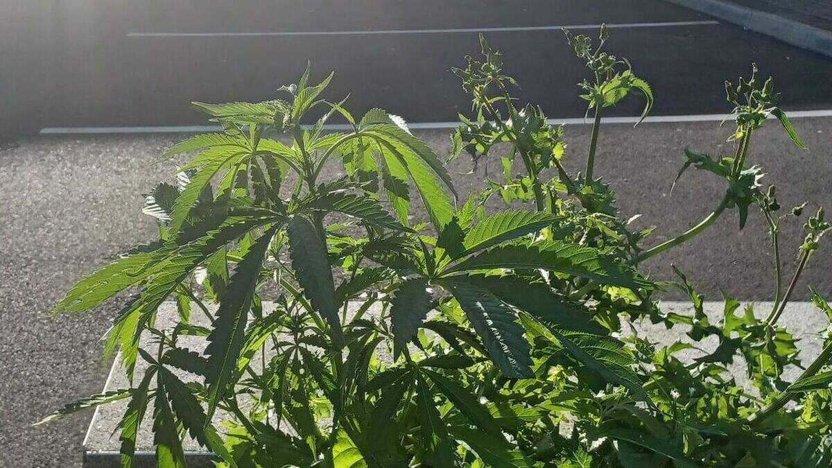 Mystery surrounds suspected cannabis plant growing in County Wexford ...
