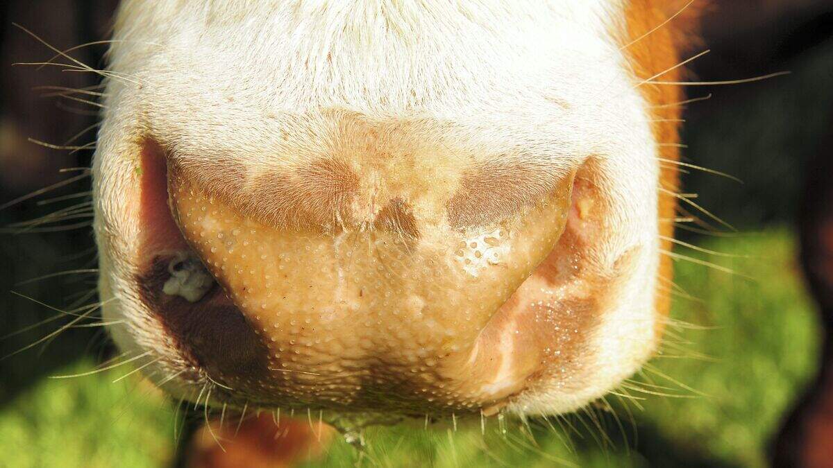 Beef exports to China and Korea suspended after ‘atypical BSE’ case ...