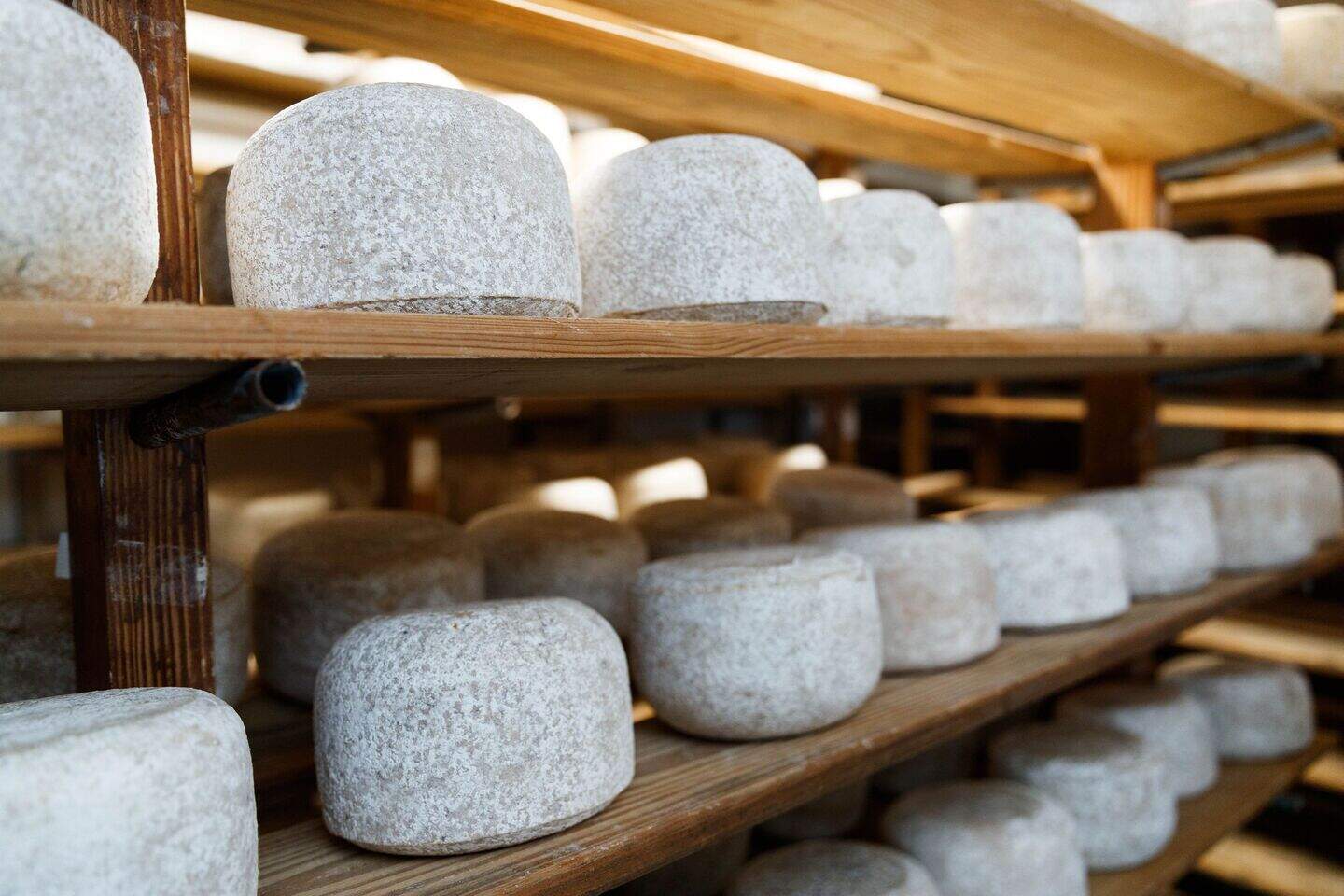 ‘When my wife and I started out, making cheese from sheep milk was ...
