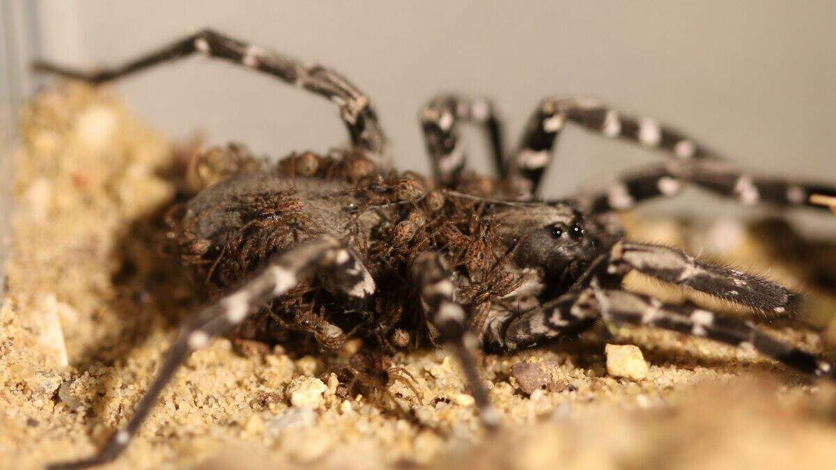 Zoological Society of London reveals breeding success for rare spider ...