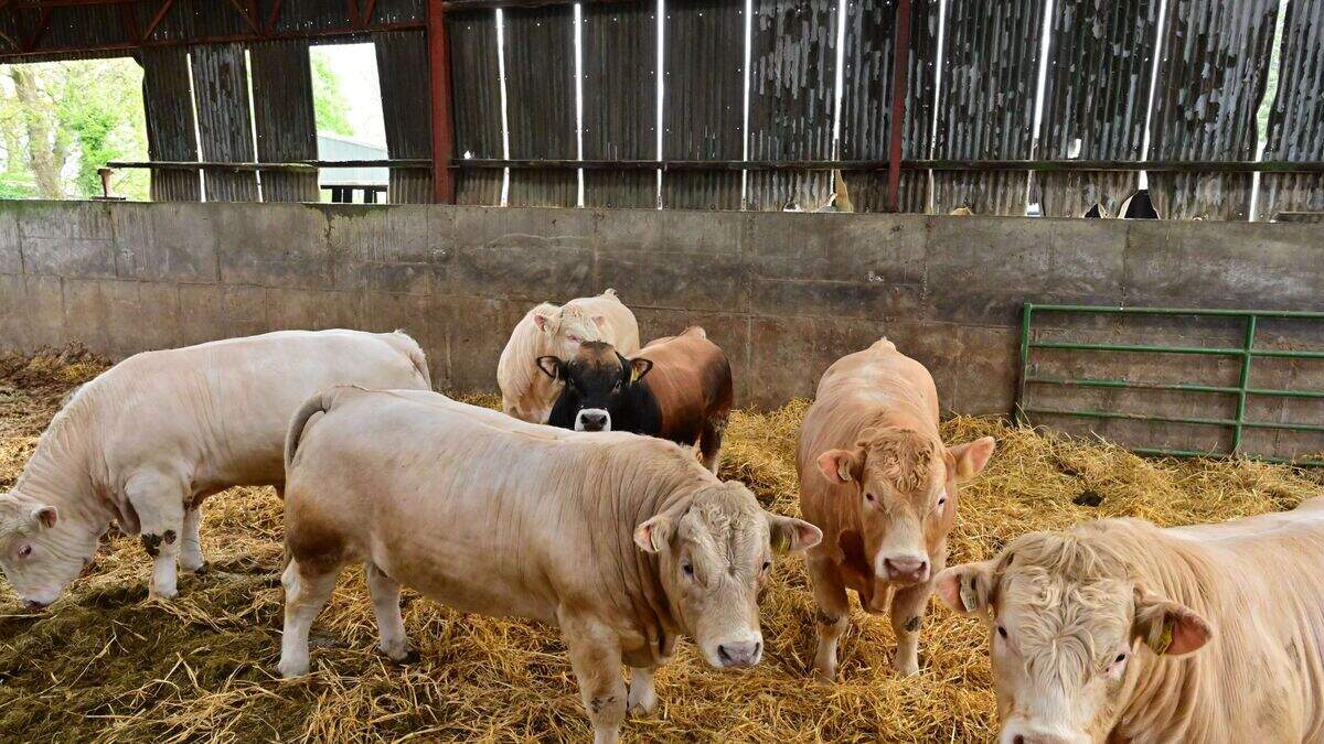 Beef Prices: Factories slash 20c/kg off quotes for bullocks, heifers ...