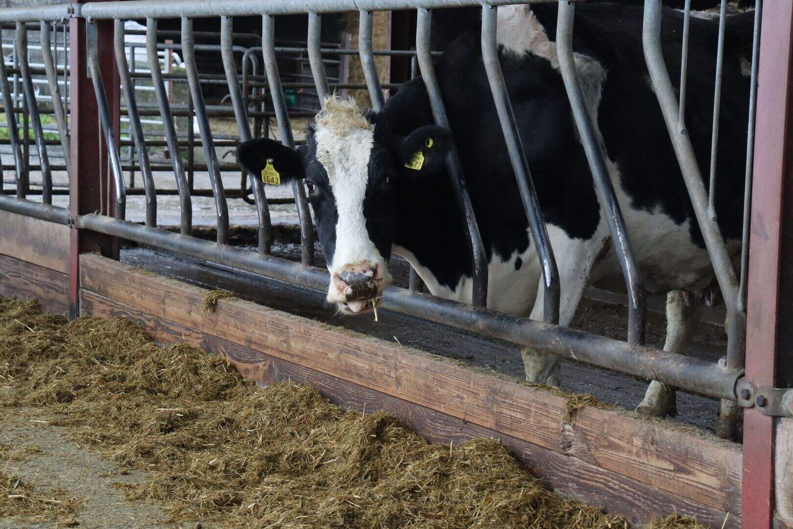 ‘I have to cull 20 cows –it’ll cost me €81k a year’ –Three farmers on ...