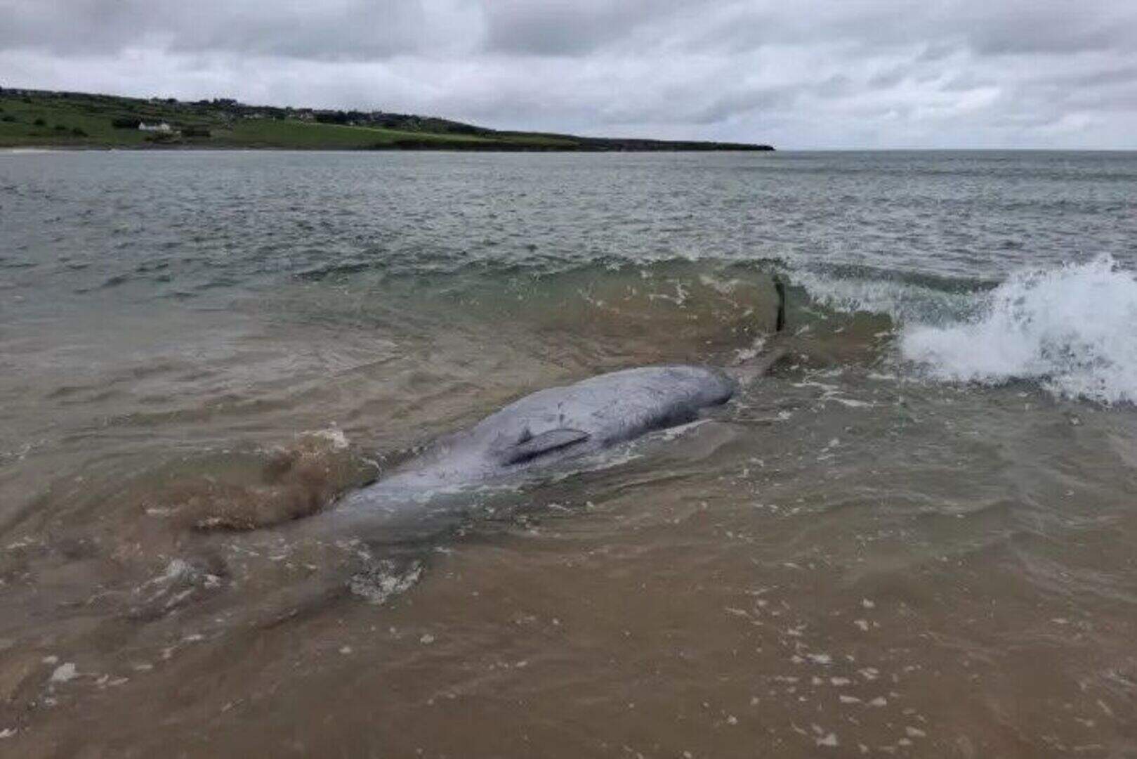 Whale calf ‘unlikely to survive’ after mother washes up on Mayo beach ...