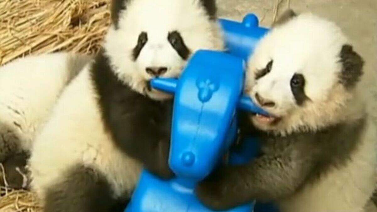 VIDEO: Good news as giant pandas make comeback in China | Irish Independent