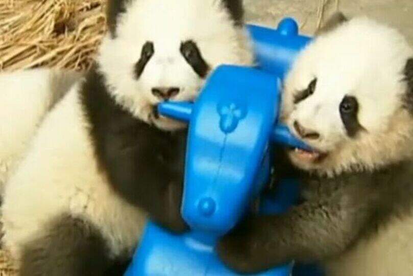 VIDEO: Good news as giant pandas make comeback in China | Irish Independent