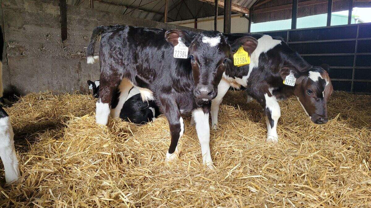 Department launches dairy beef action plan as animal rights activists ...