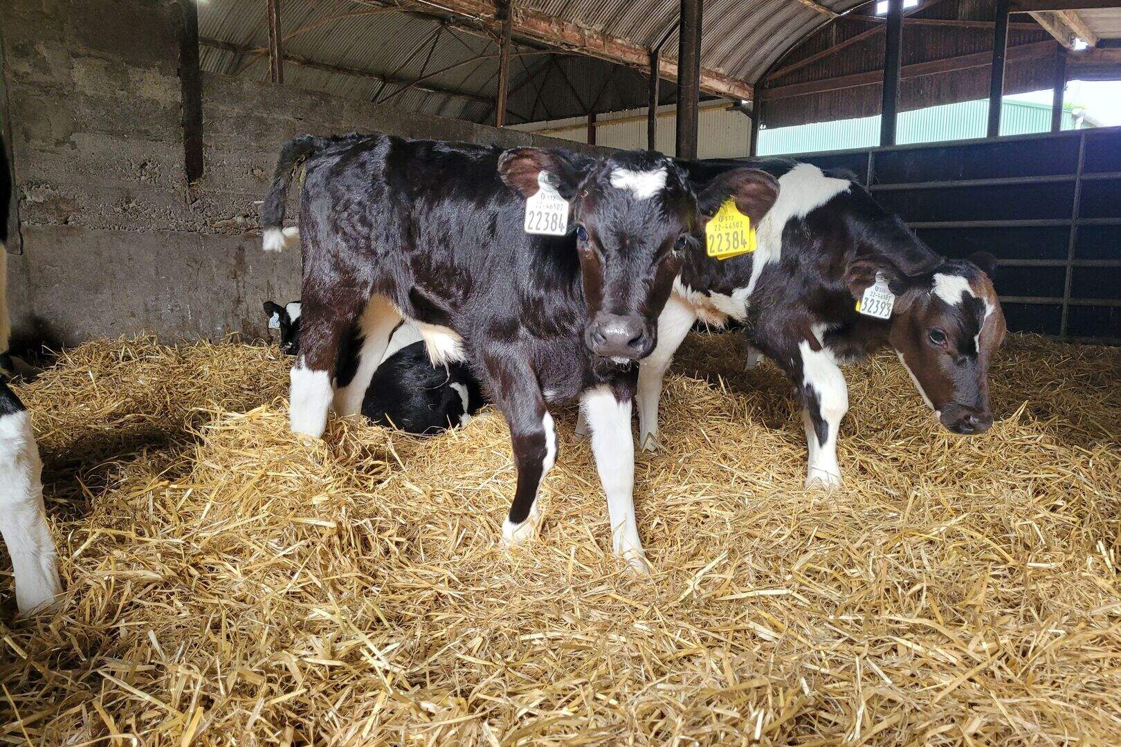 Department launches dairy beef action plan as animal rights activists ...