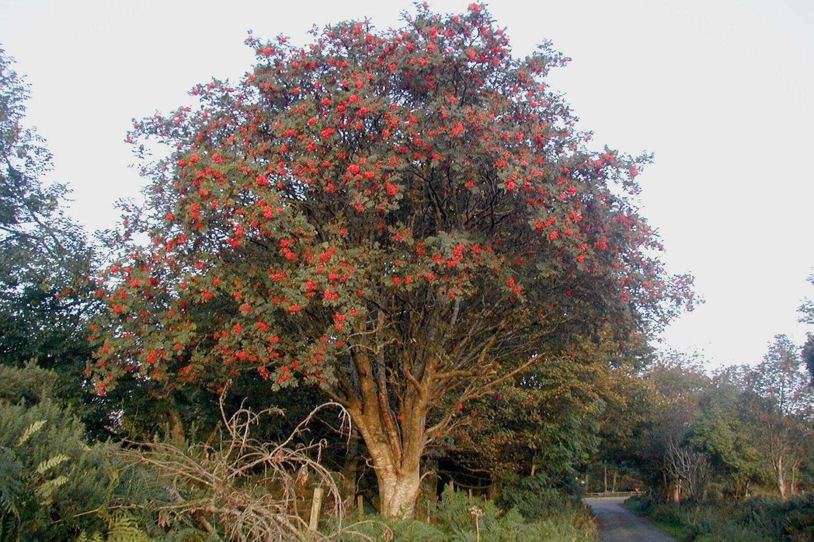 How to improve the biodiversity value of your woodland | Irish Independent