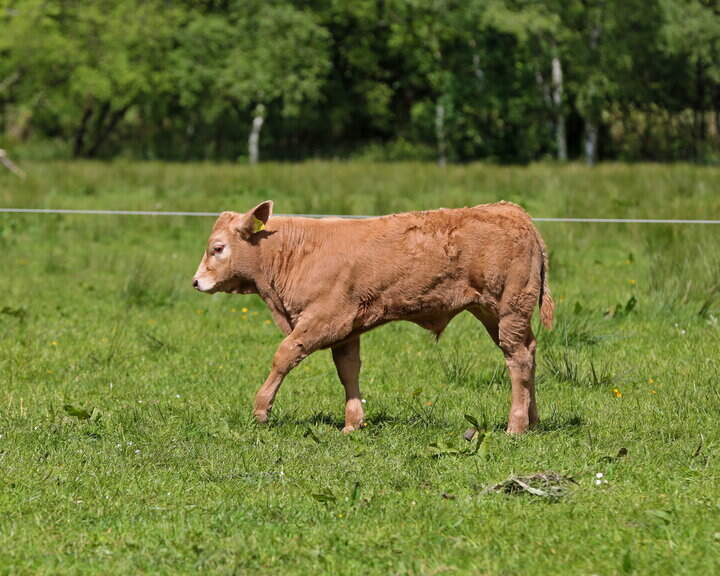 How this Longford 90-cow suckler farm is consistently producing U grade ...