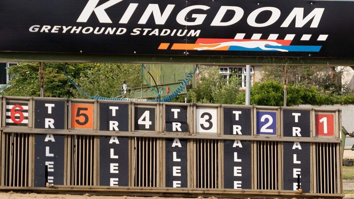 Five greyhounds eliminated from Novice 3 525 at Tralee track for ...