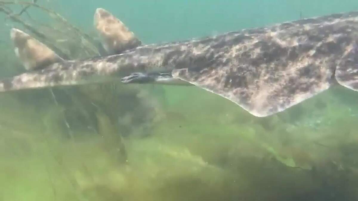 Incredibly rare angel shark spotted in Galway | Irish Independent