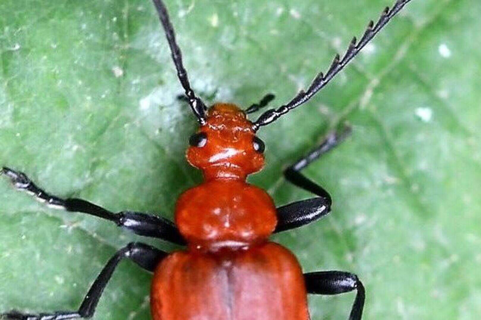 Cardinal Beetles take leisurely approach to prey | Irish Independent