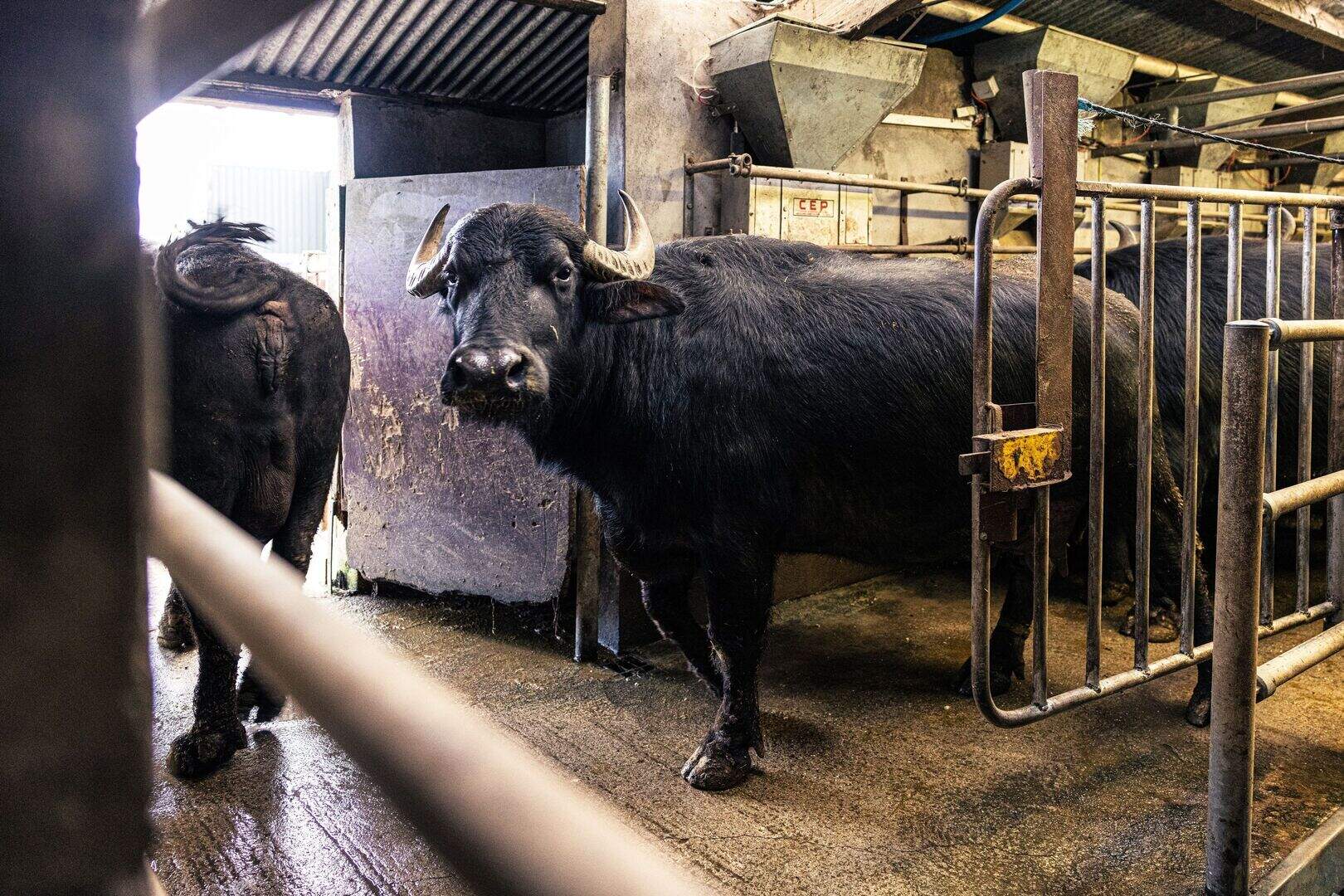 How this Cork dairy farmer went from 37 cows to 840 buffalo in 15 years ...