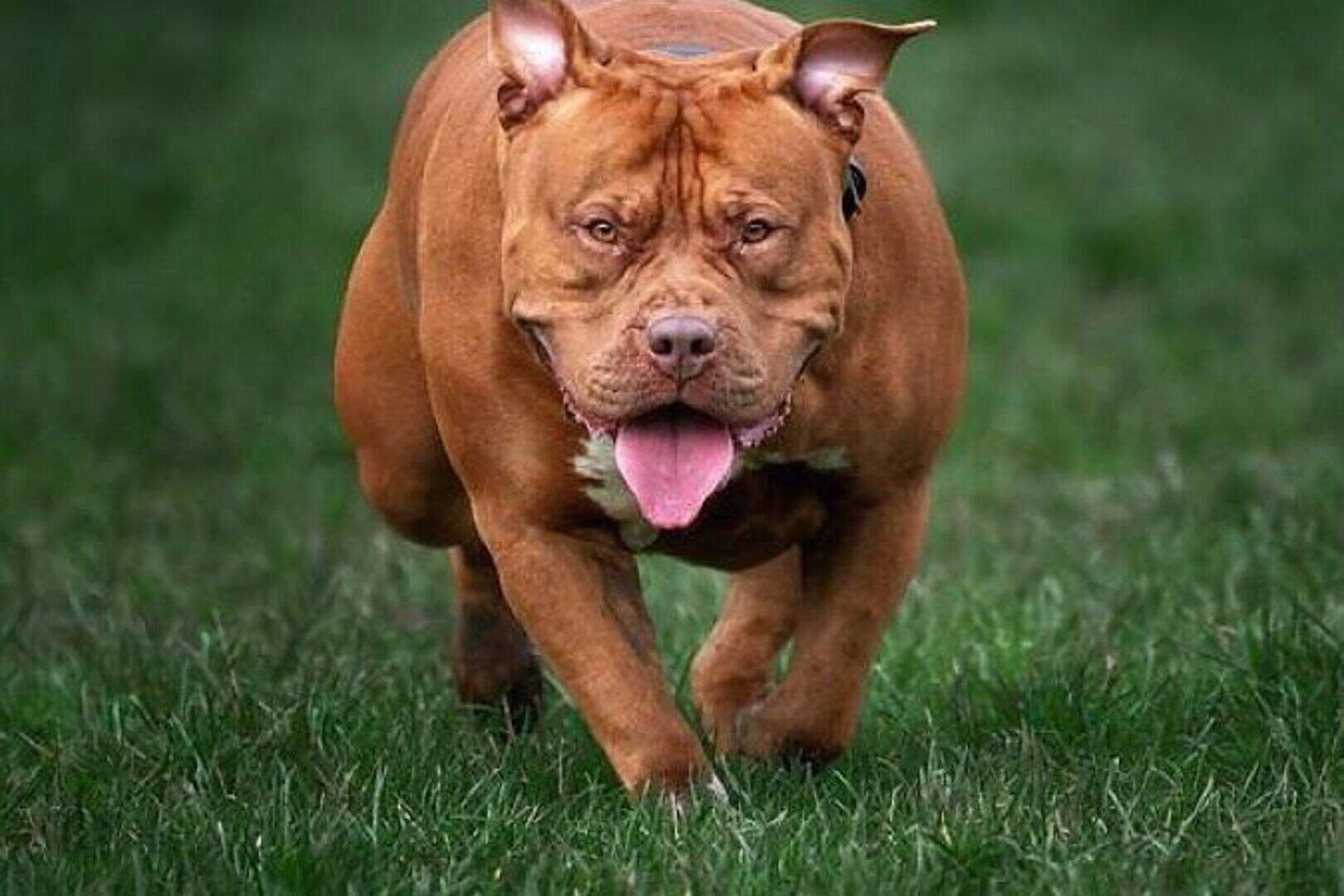 XL Bullies to be banned after spike in number of attacks by ‘dangerous ...