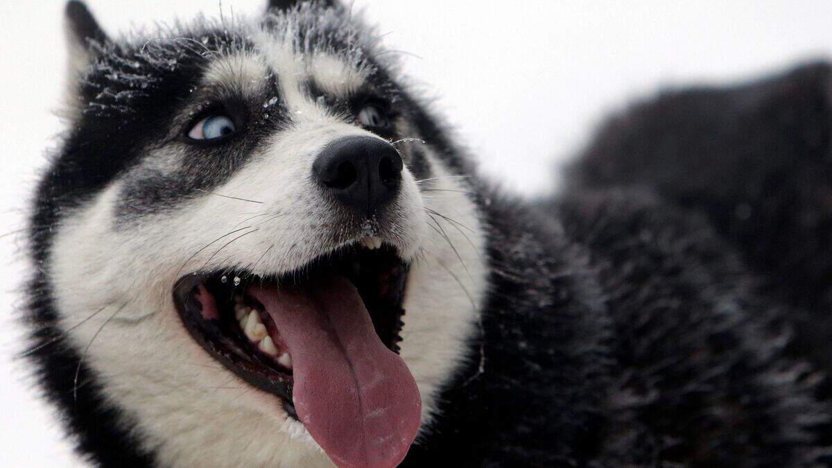 How dogs helped humans see off the Neanderthals | Irish Independent