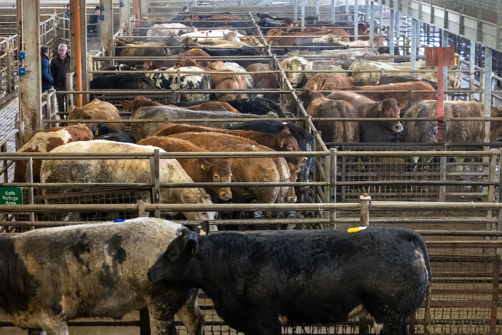 TB rules limit some cattle to feedlot buyers only, marts warn | Irish ...