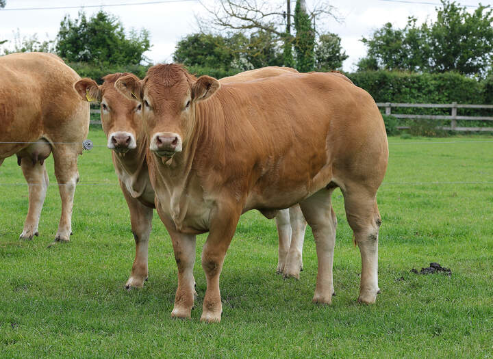 How this North Dublin couple are blending two cattle-breeding ...