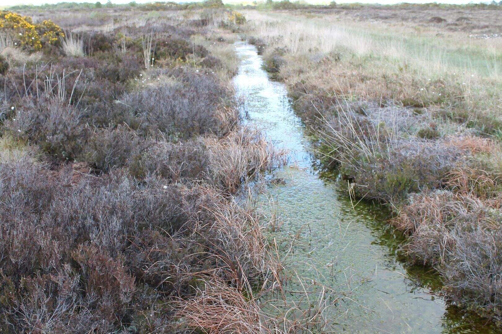 Farm bodies decry Nature Restoration Law as bad for incomes and land ...