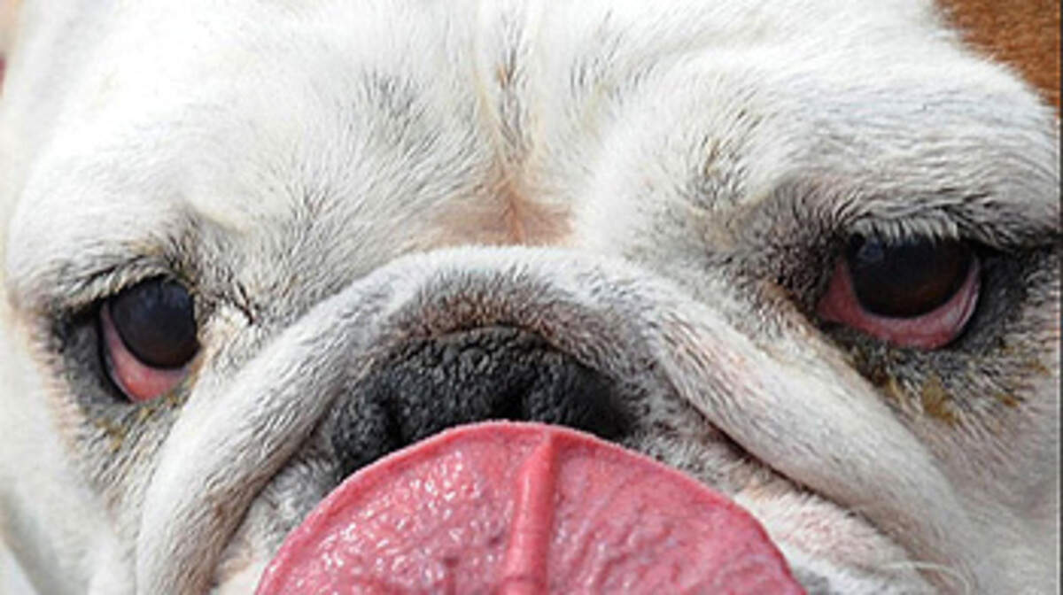 What a dog's breed says about the owner - scientists match personality ...