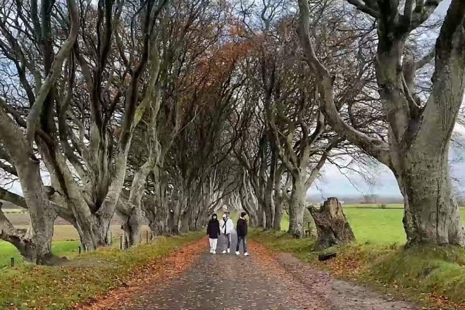 Dark Hedges trees made famous by ‘Game Of Thrones’ felled | Irish ...