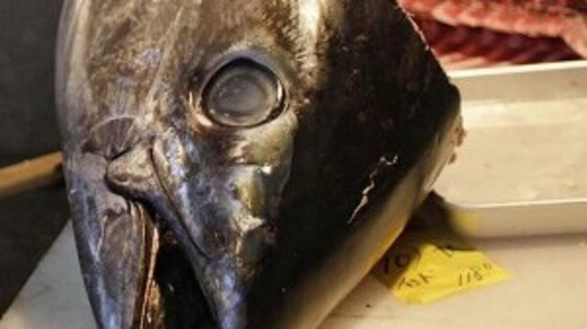 Tuna link to US salmonella outbreak | Irish Independent
