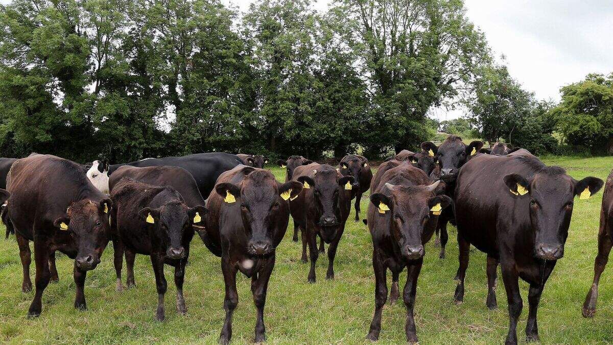 €200 per calf promised to farmers under new Wagyu beef programme ...