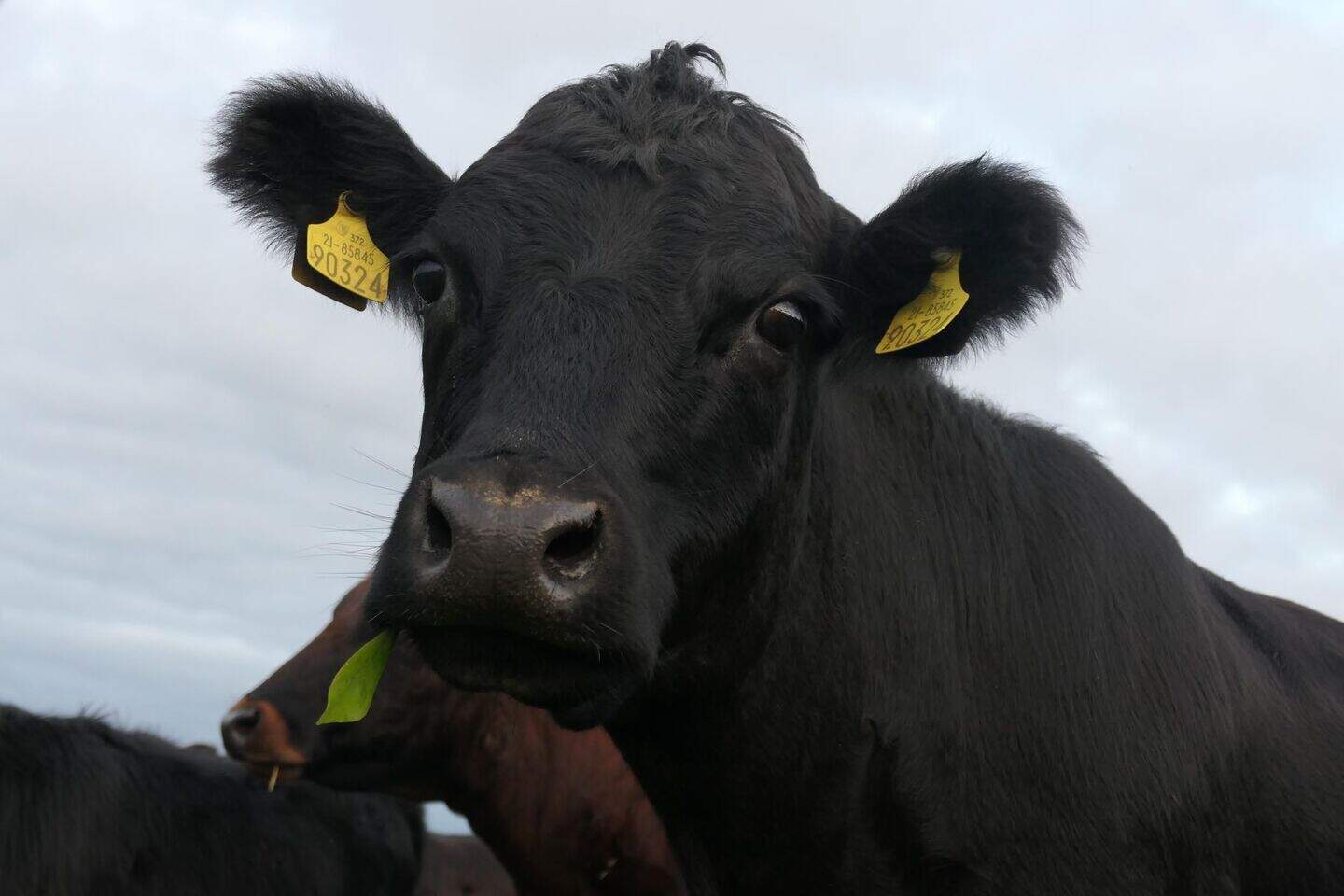 ‘Small, light on land and easily finished off grass – Dexters are ideal ...