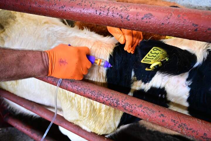 One in five dairy heifers never calve — the hidden crisis on Irish ...