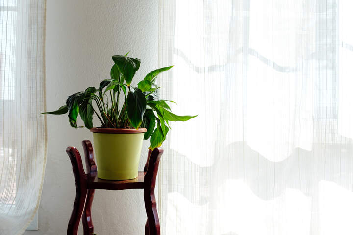 Diarmuid Gavin: How to make a small garden feel lush, private – and a ...