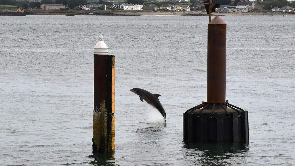 Finn the dolphin could be around for many years to come but Louth ...
