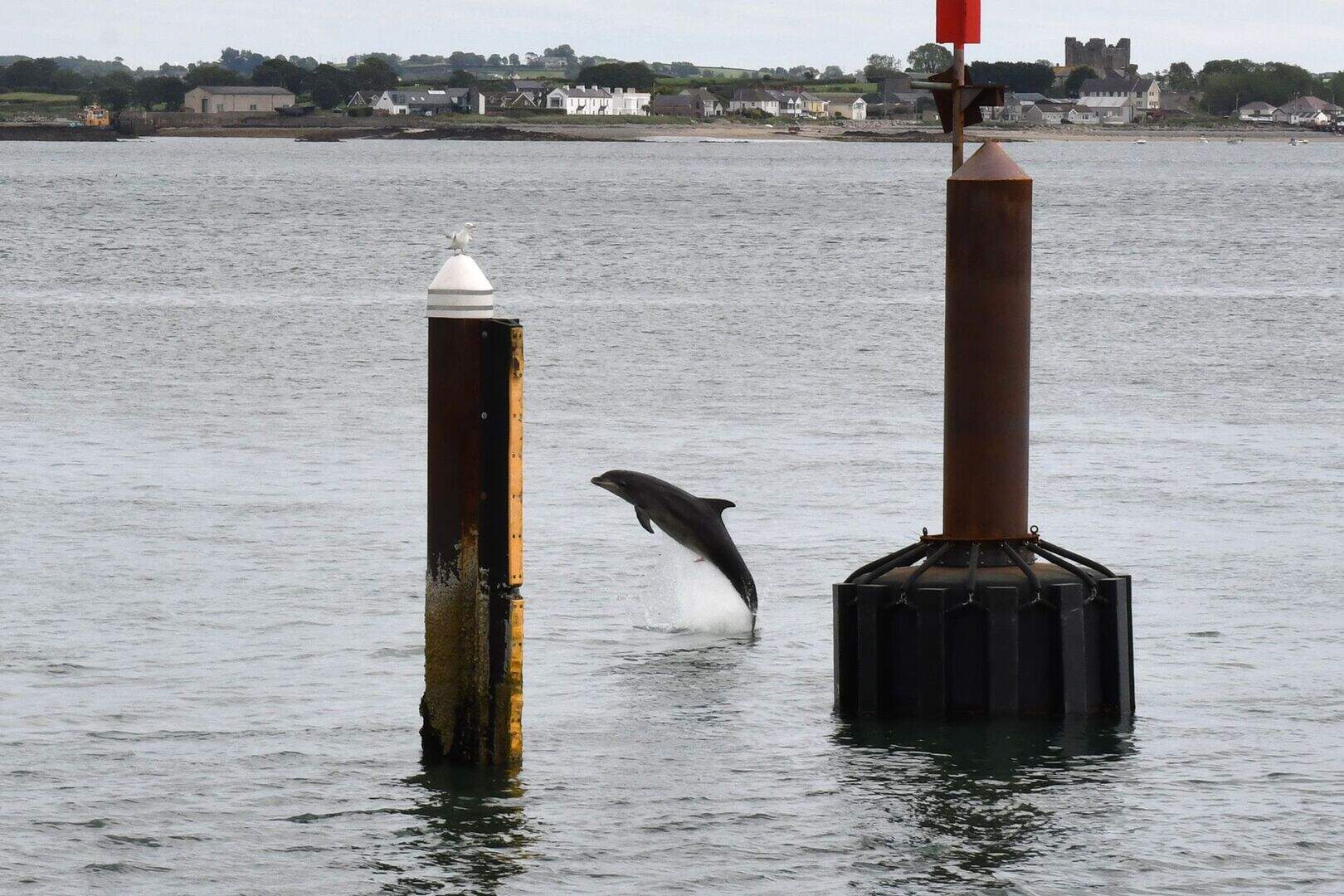 Finn the dolphin could be around for many years to come but Louth ...