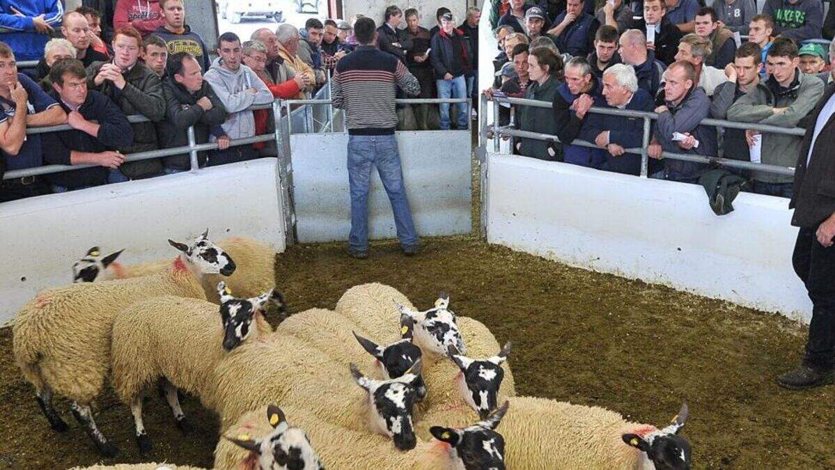 Tom Staunton: Factories are shaving every last cent off lamb returns ...