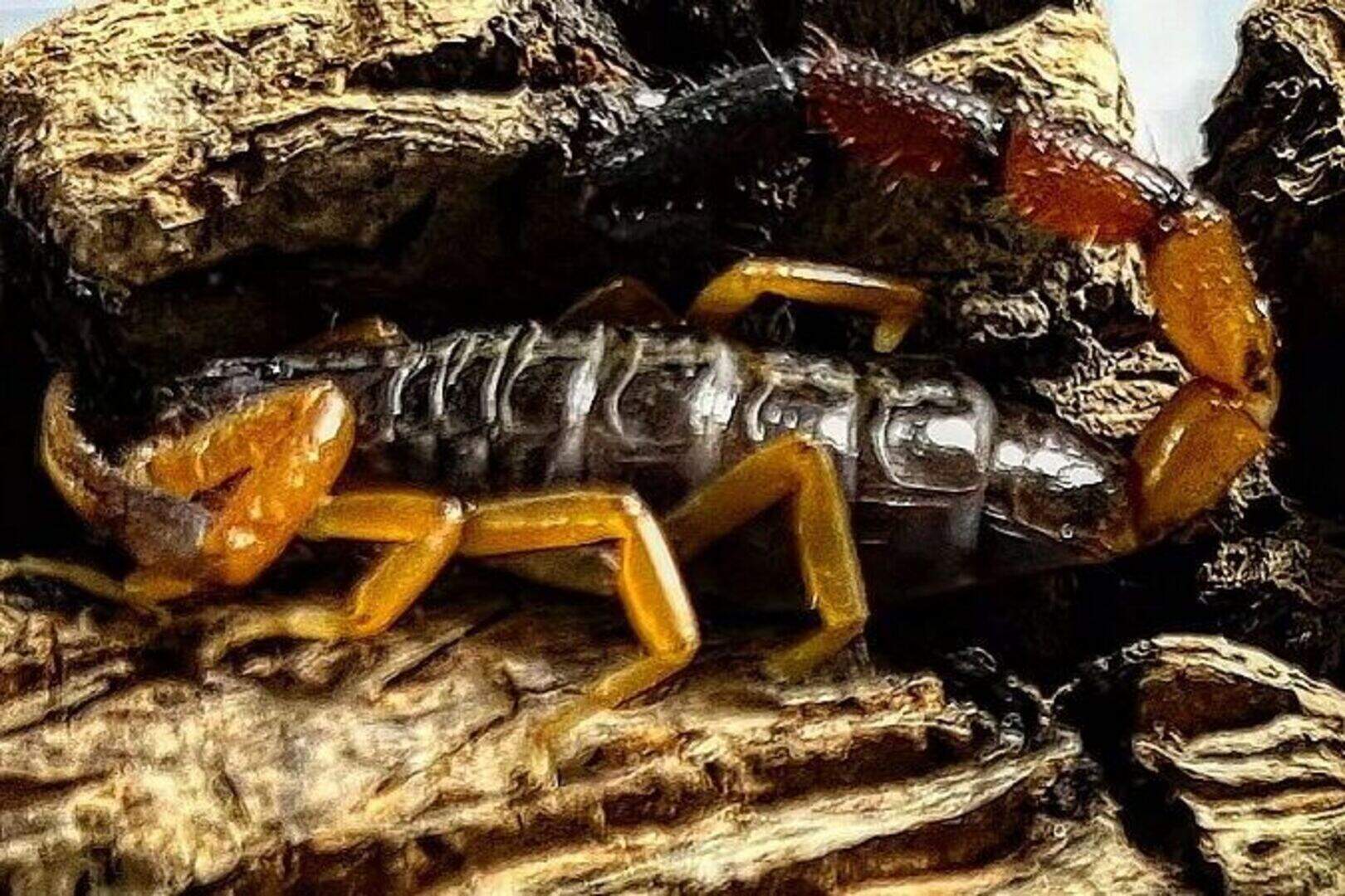 Stowaway scorpion: Venomous scorpion made its way from Kenya to Ireland ...