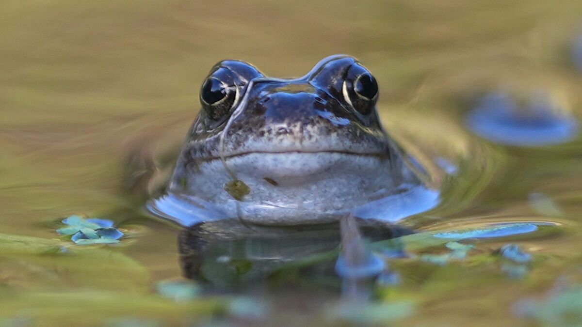 Public urged to keep an eye out for frogs in Leitrim as concern rise ...