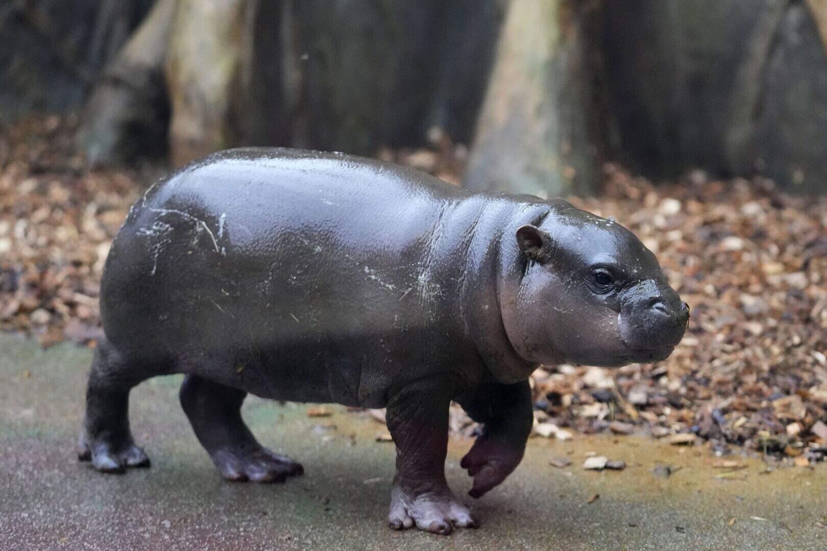 First photoshoot for rare male pygmy hippo takes place at Czech zoo ...