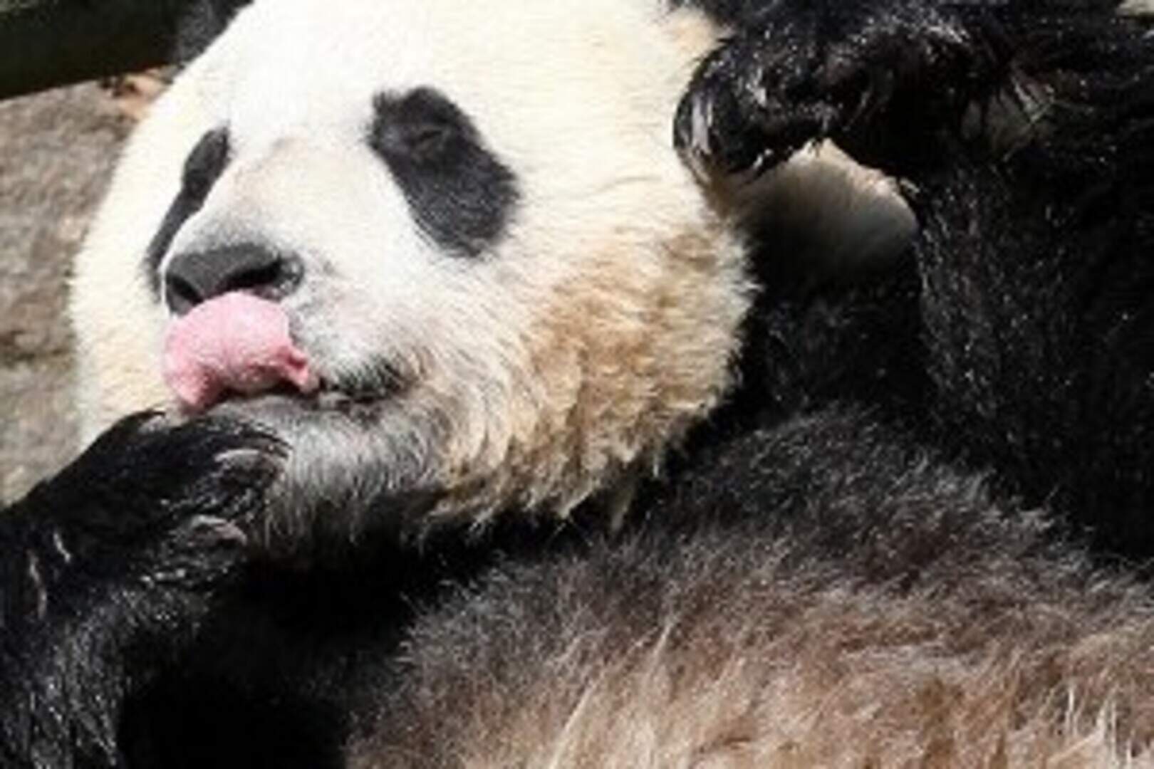 Scottish zoo pandas fail to mate | Irish Independent