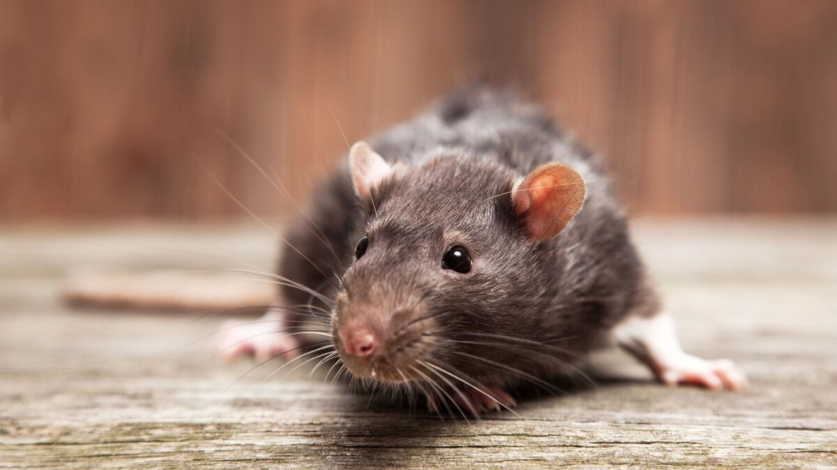 Pest control provider warns Irish homes and businesses of 29pc increase ...