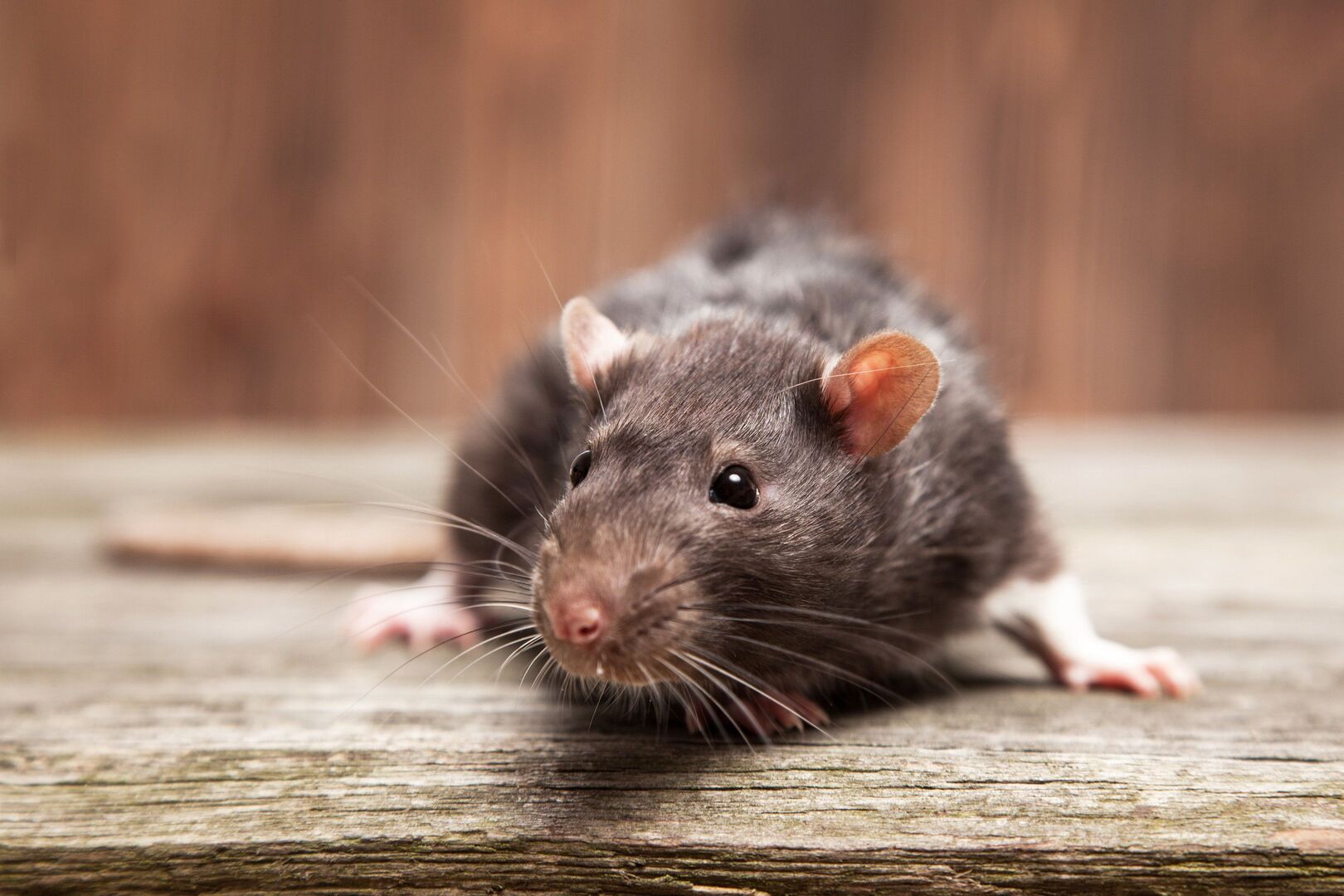 Pest control provider warns Irish homes and businesses of 29pc increase ...