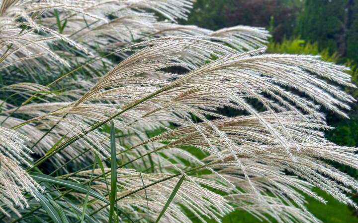 Diarmuid Gavin: Sun, blooms and bugs – your June garden checklist ...