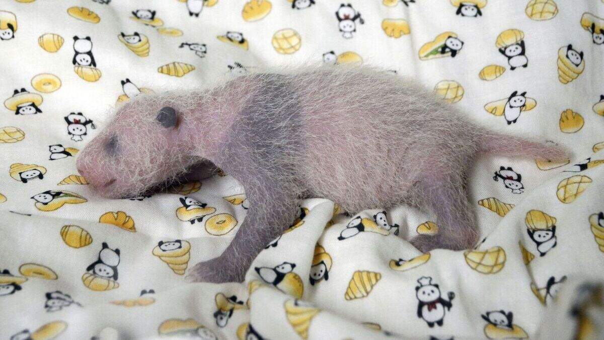 Baby panda charms Japan | Irish Independent
