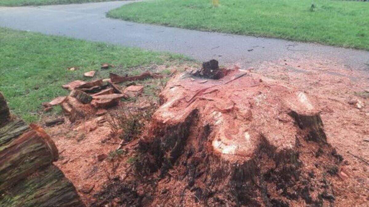 Gardaí investigating after 100-year-old tree worth €63,000 was ...
