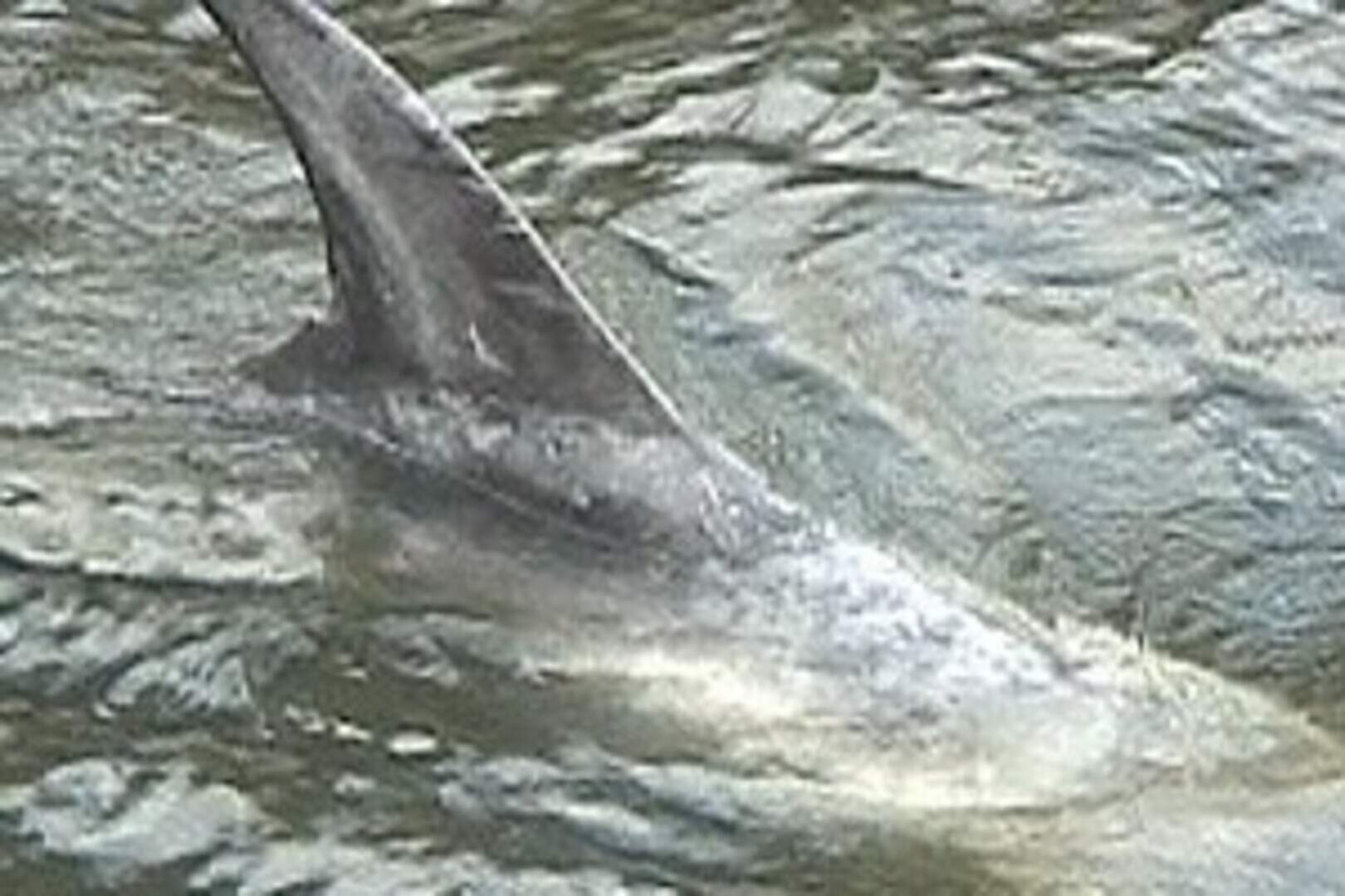 Hundreds of dolphins found dead | Irish Independent