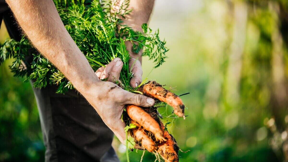 Just 60 field vegetable growers left in the country – Bord Bia director ...