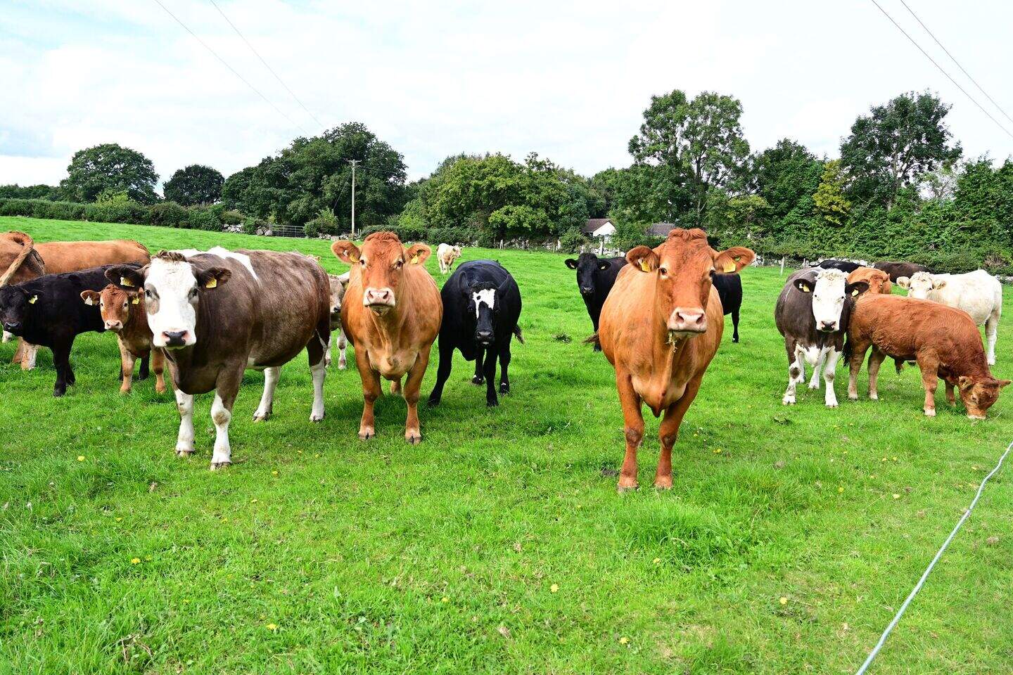 All signs point to continued tightening of cattle supplies, industry ...