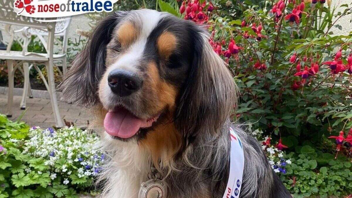 Blind dog Winston carries Louth hopes in Nose of Tralee | Irish Independent